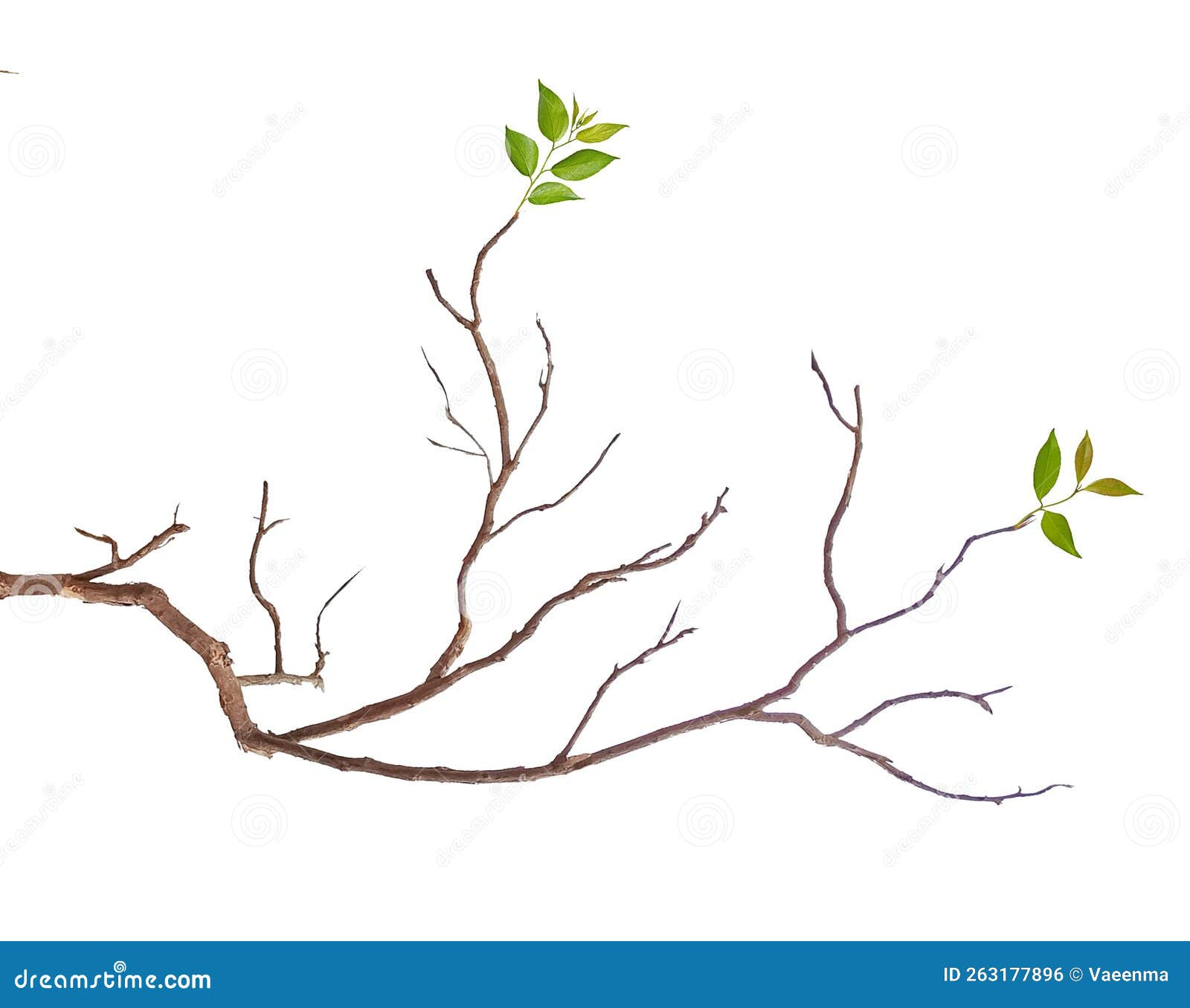 Branch Isolated on White Background Stock Photo - Image of closeup ...