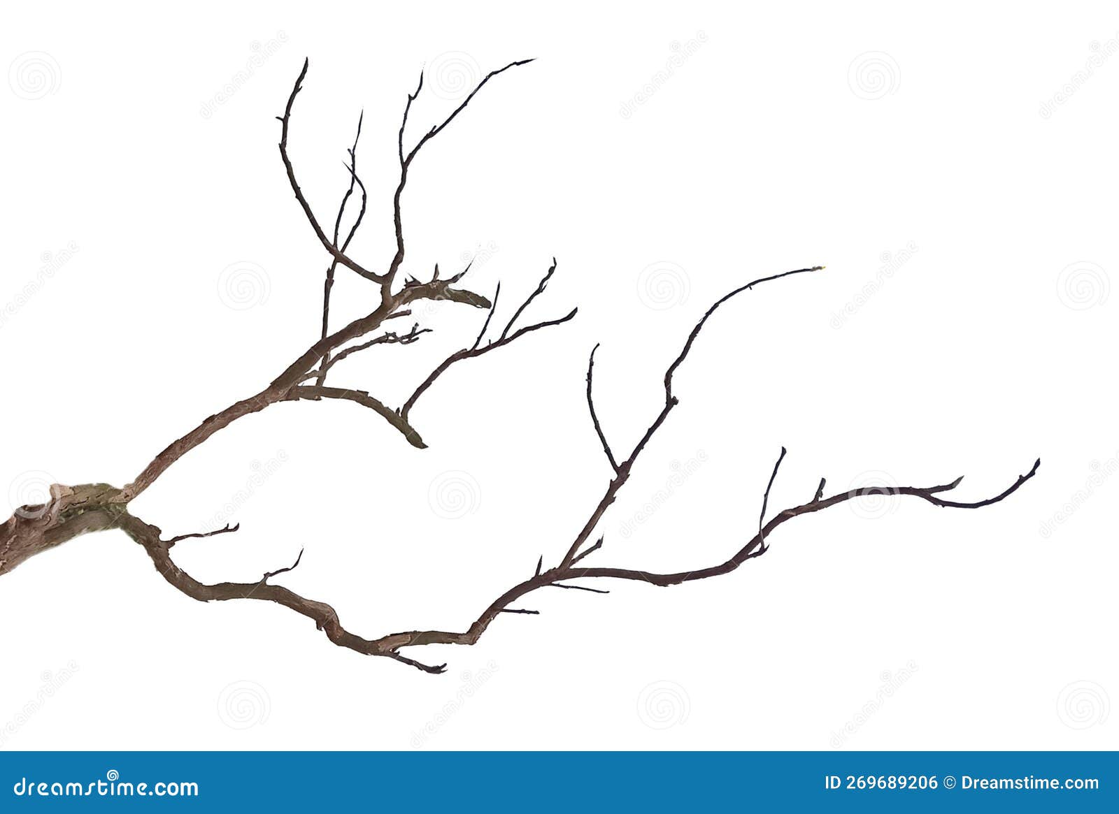 Dry Branch Isolated on White Stock Photo - Image of ecology, tree ...