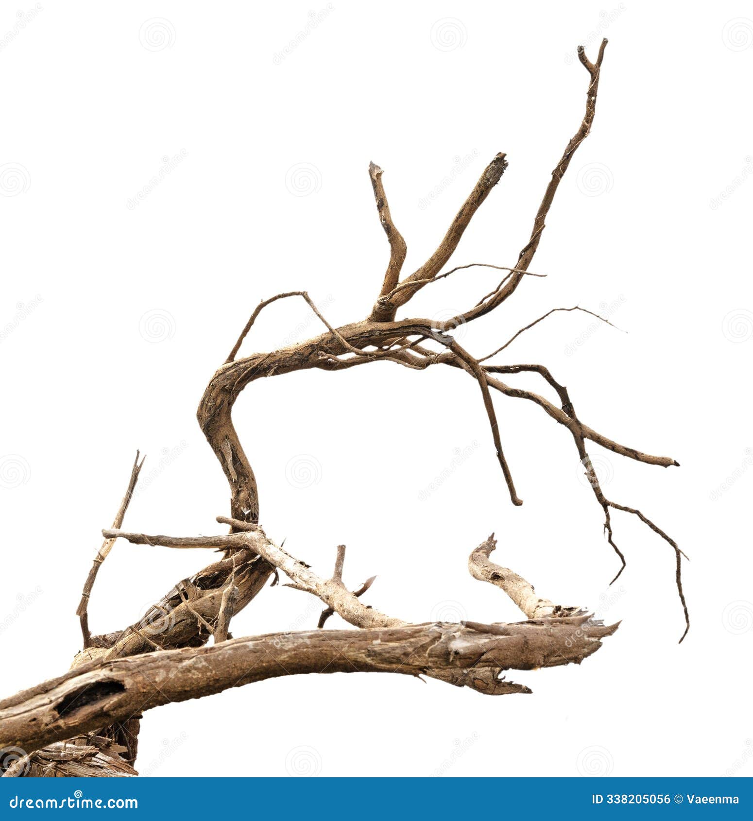 Dry Branch Isolated on White Stock Photo - Image of concept, isolated ...