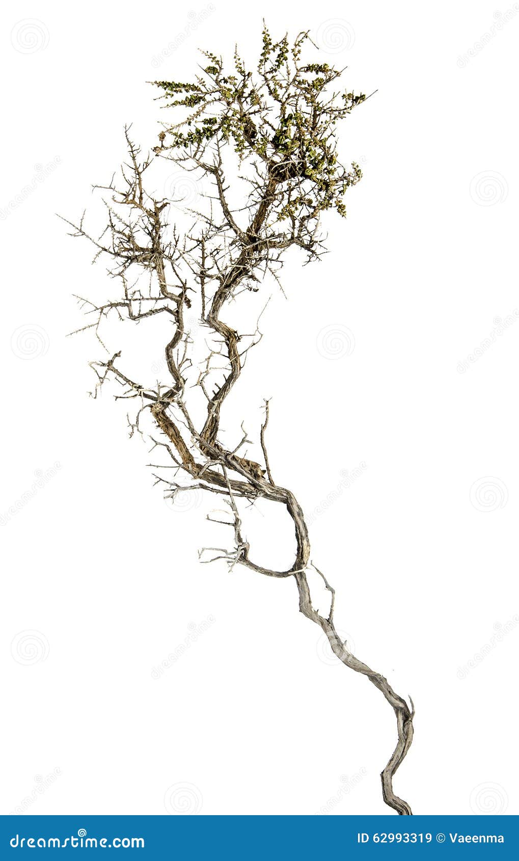 Dry Branch Isolated on White Stock Image - Image of white, grey: 62993319