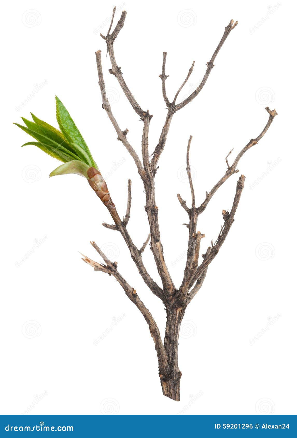 Dry branch with leaf buds stock photo. Image of green - 59201296