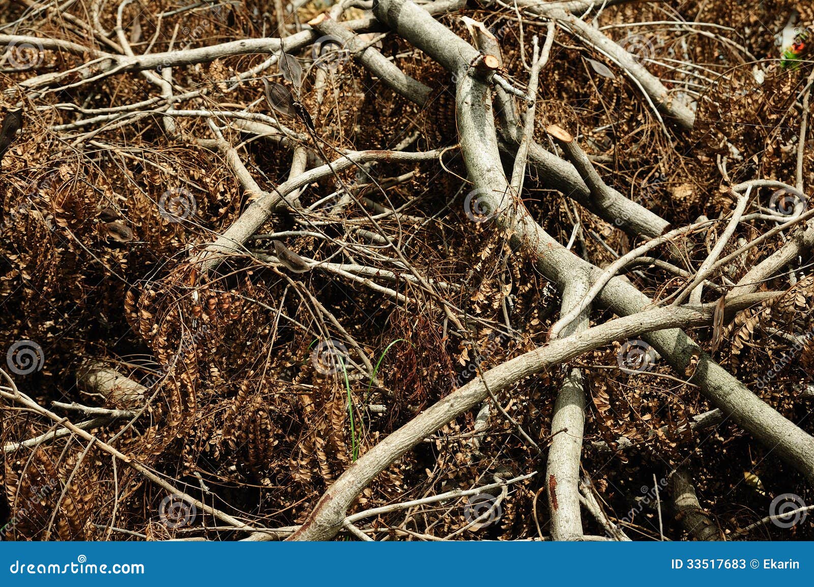 Dry branch and leaves. stock image. Image of texture - 33517683
