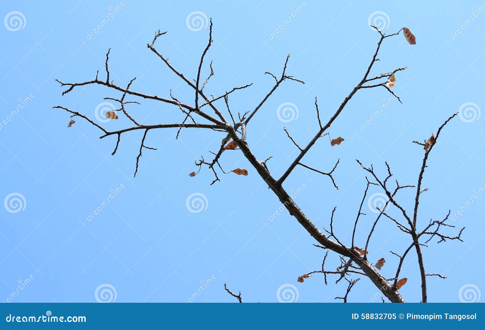Dry branch stock image. Image of white, closeup, ornamental - 58832705