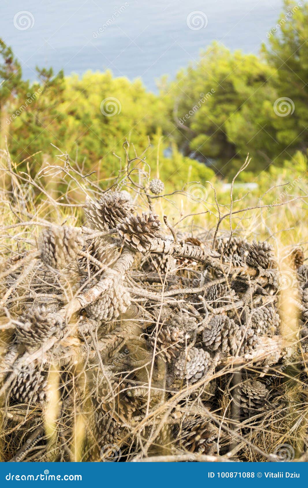 Dry branch of pine stock photo. Image of pine, focus - 100871088