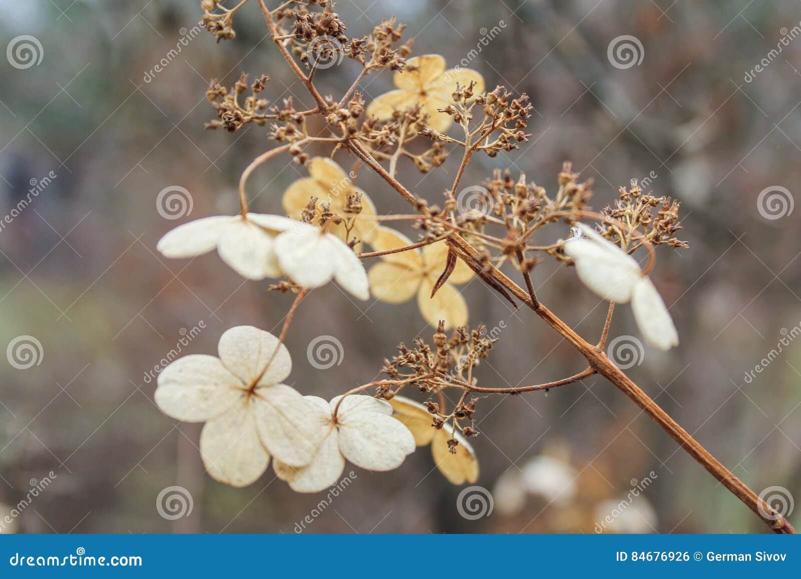 Dry branch plants. stock photo. Image of autumn, flowers - 84676926