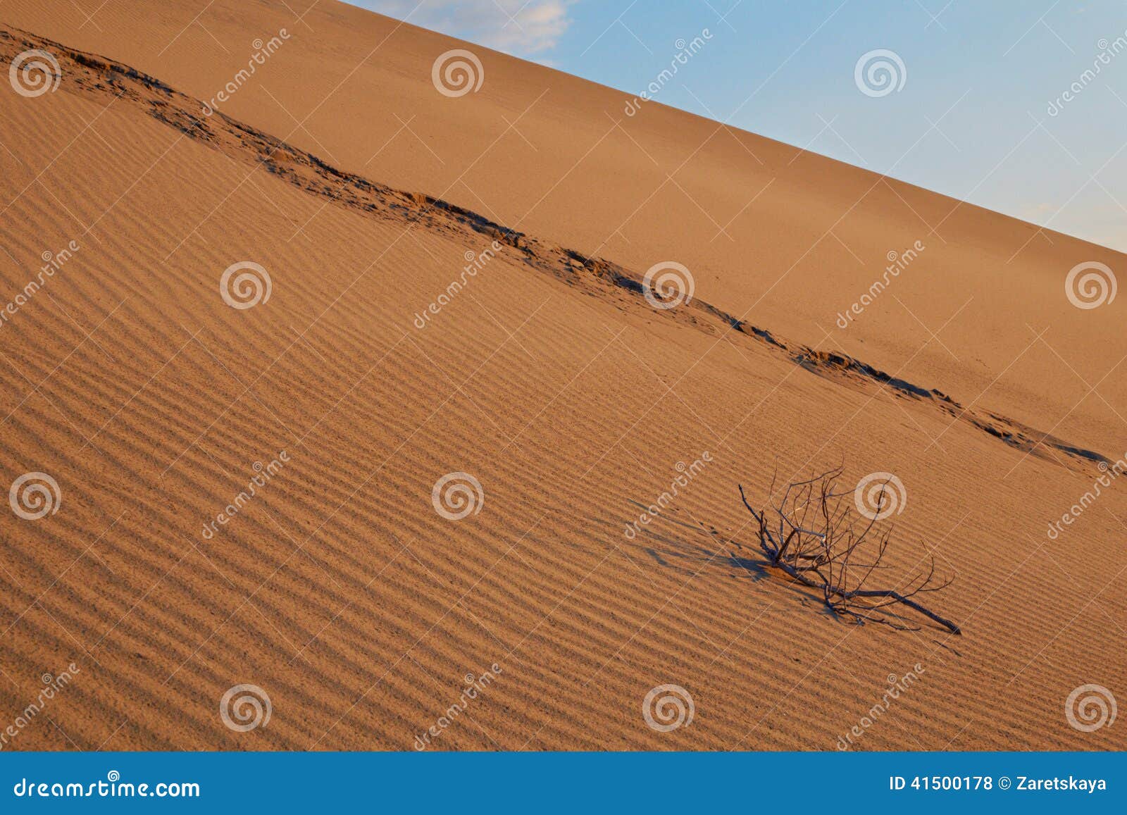 Dry branch in sand stock photo. Image of concept, adventure - 41500178