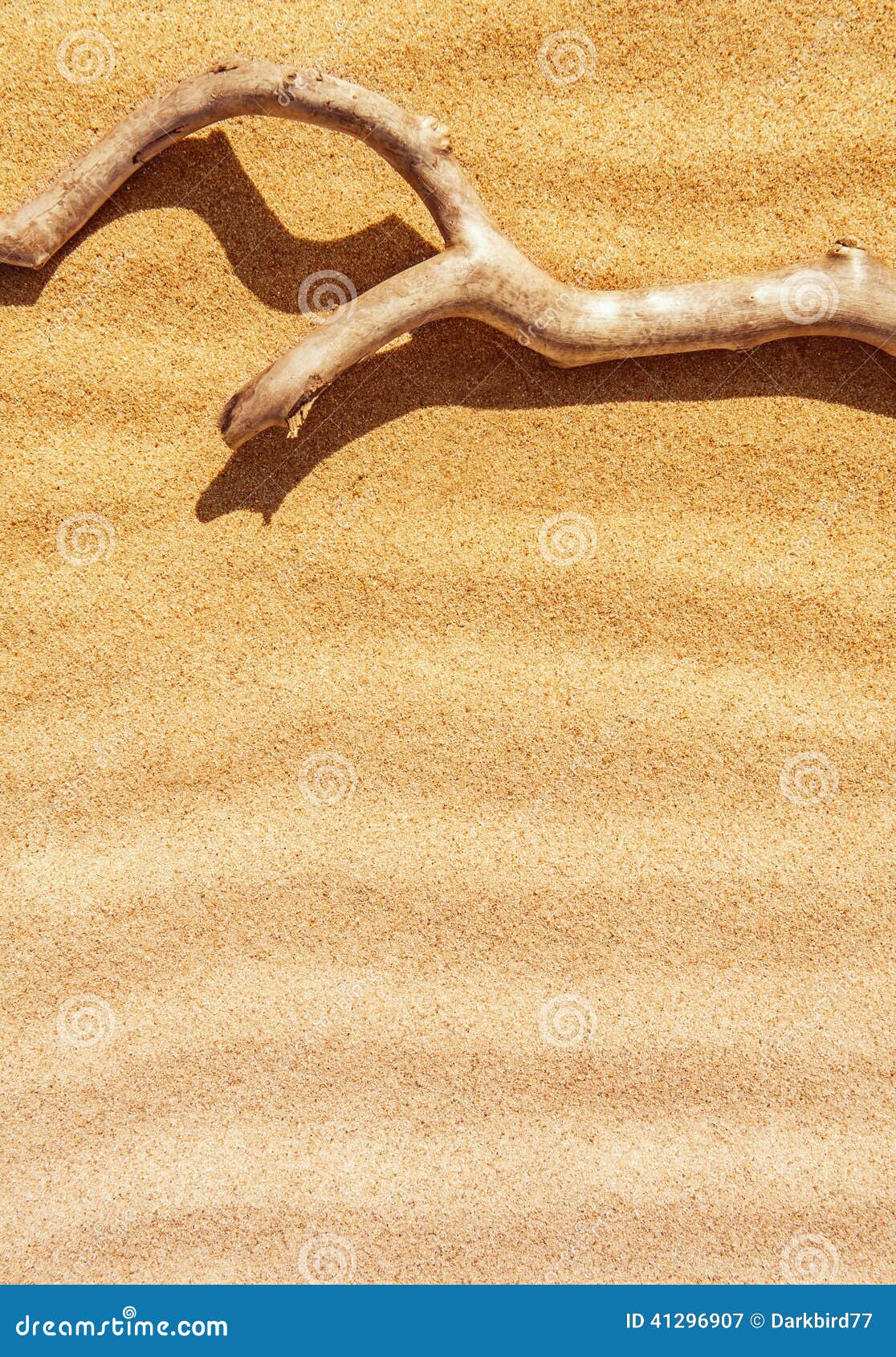 Dry branch on the sand stock image. Image of outdoor - 41296907
