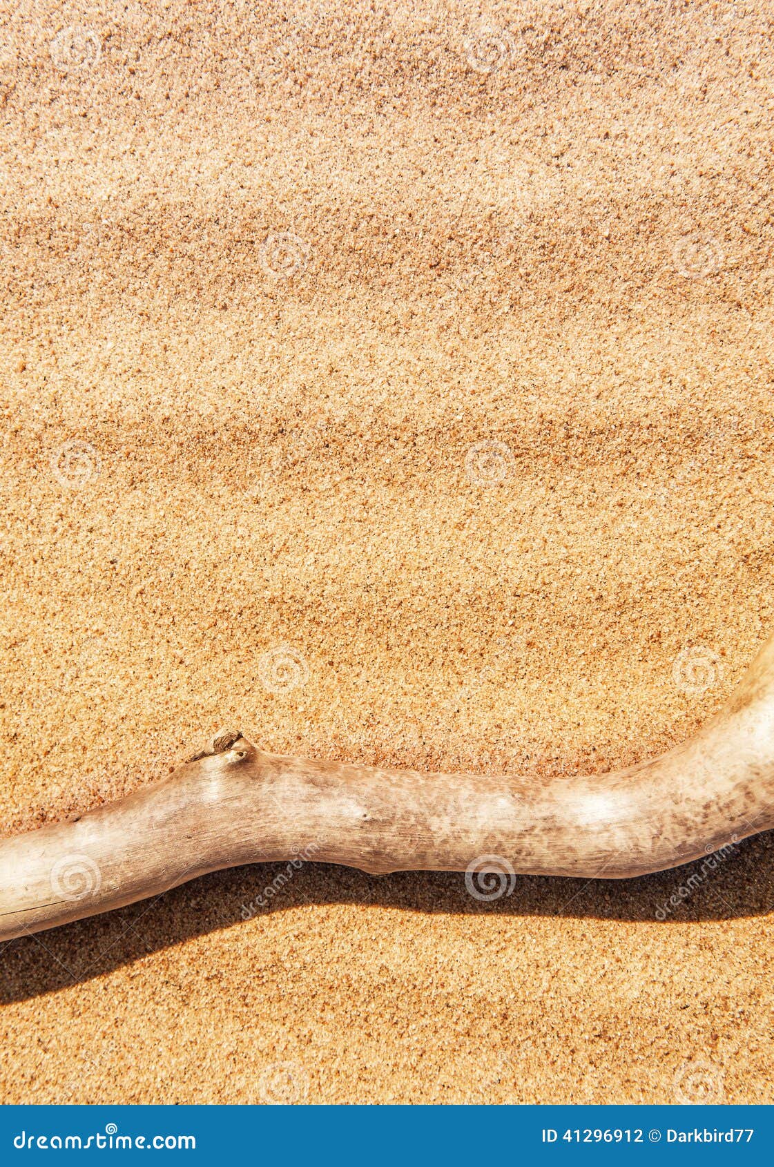 Dry branch on the sand stock photo. Image of close, branch - 41296912