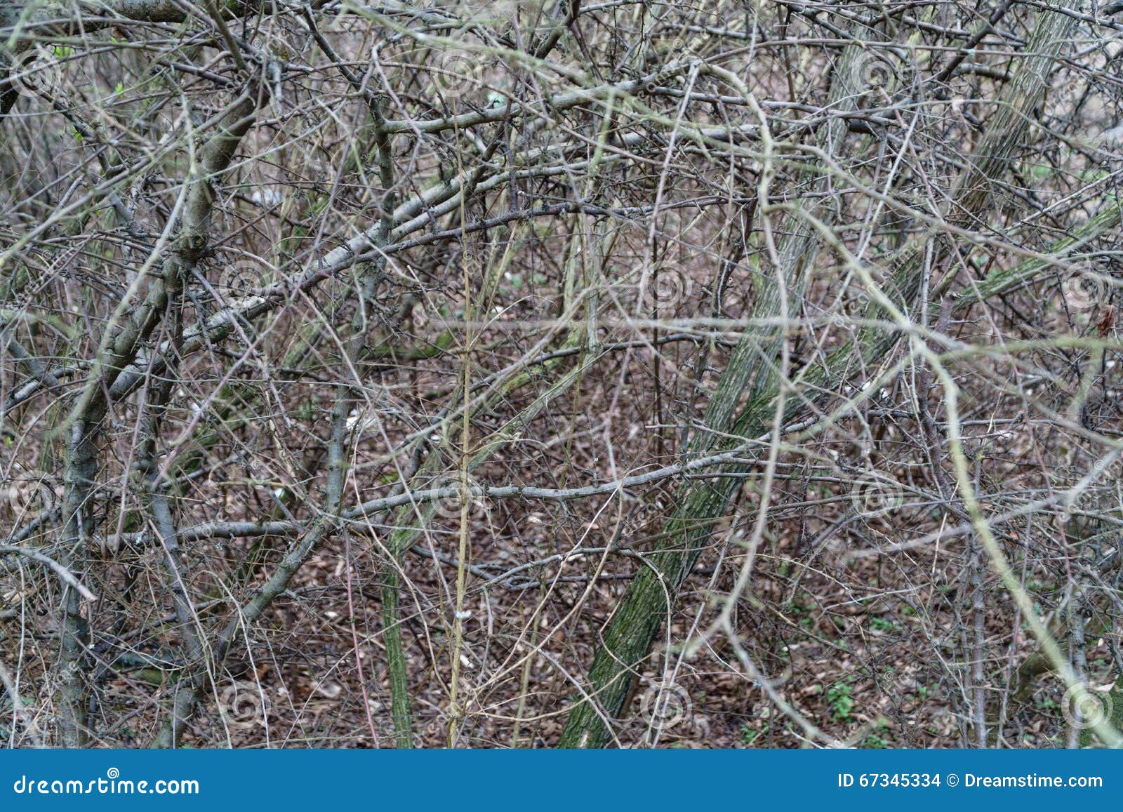 Dry branch stock photo. Image of pattern, herb, plants - 67345334