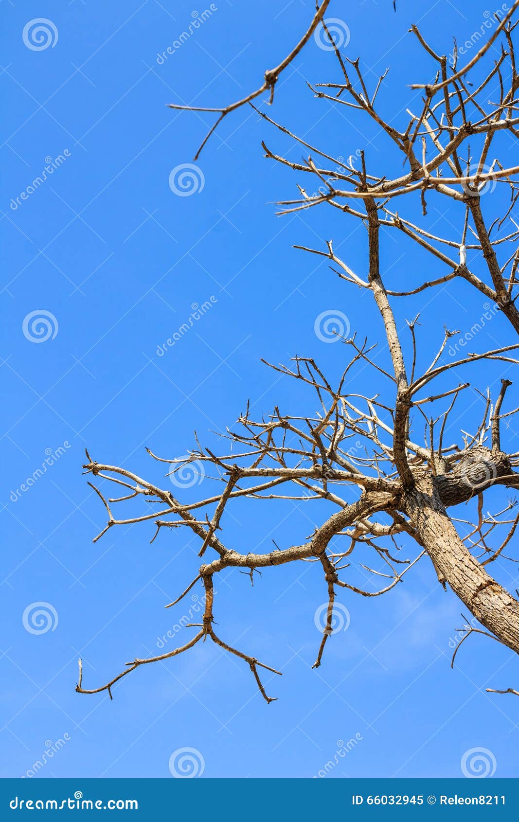 Dry branch of tree. stock image. Image of crab, dawn - 66032945