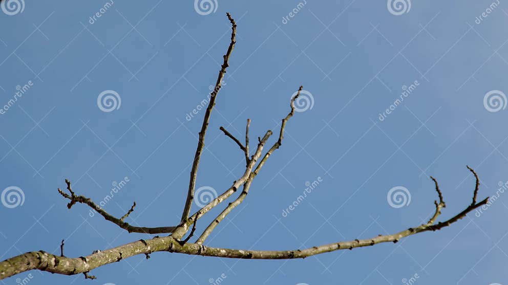 Dry Branch Tree with Clear Blue Background. View from Bottom Stock ...