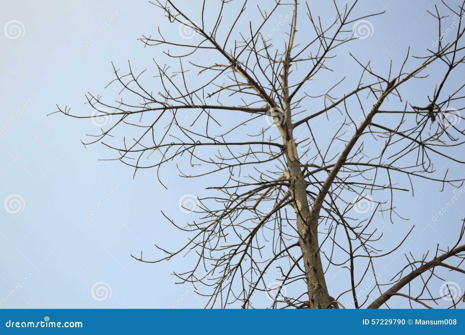 Dry branch tree stock photo. Image of tree, dead, outdoor - 57229790