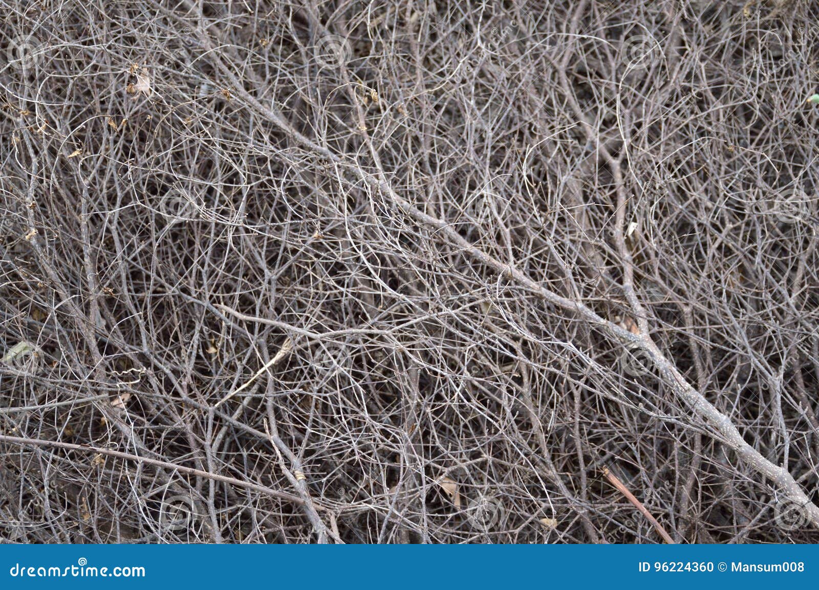 Dry branch tree stock photo. Image of branch, plant, branches - 96224360