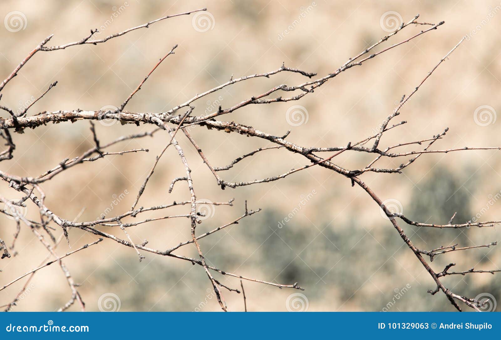 Dry Branch of a Tree in Nature Stock Image - Image of long, empty ...