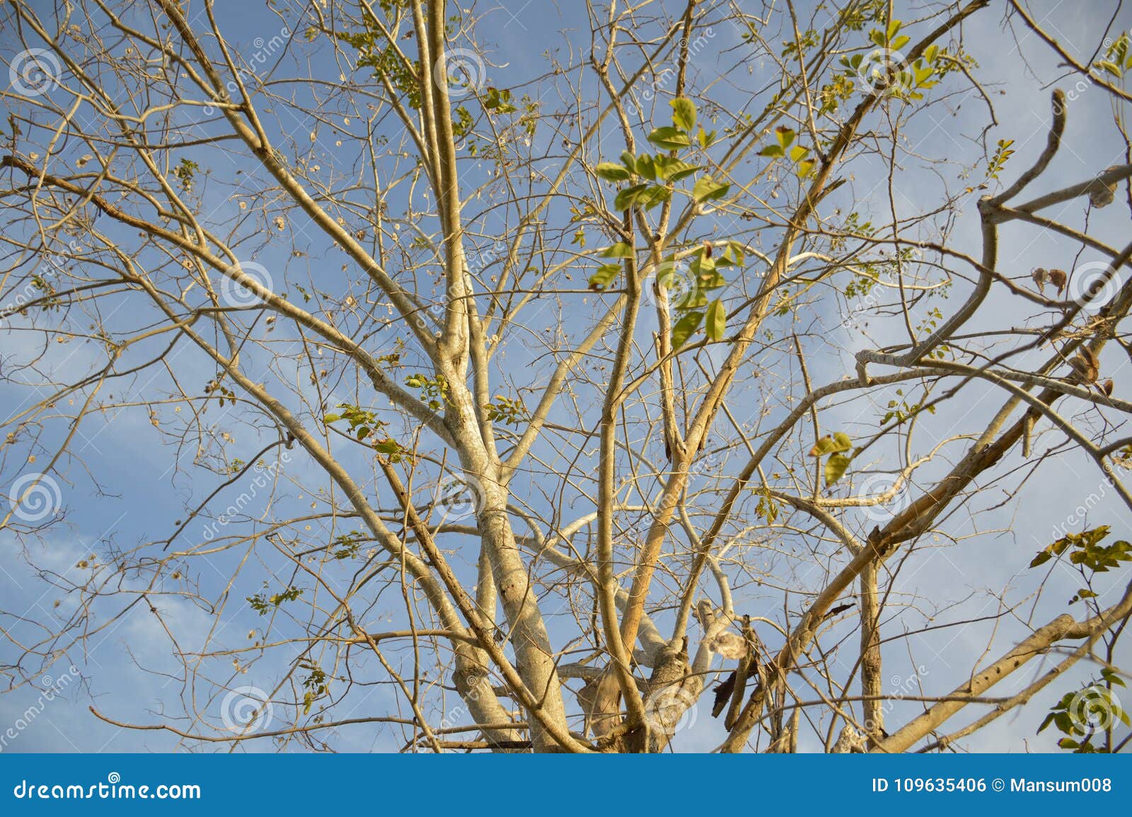 Dry Branch Tree in Nature Garden Stock Photo - Image of plant ...