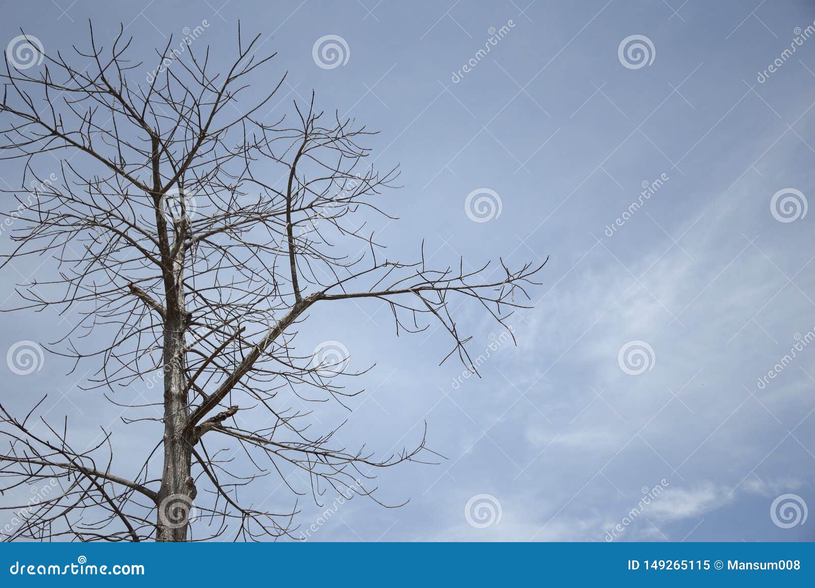 Dry Branch Tree in Nature Garden Stock Image - Image of wood, tree ...