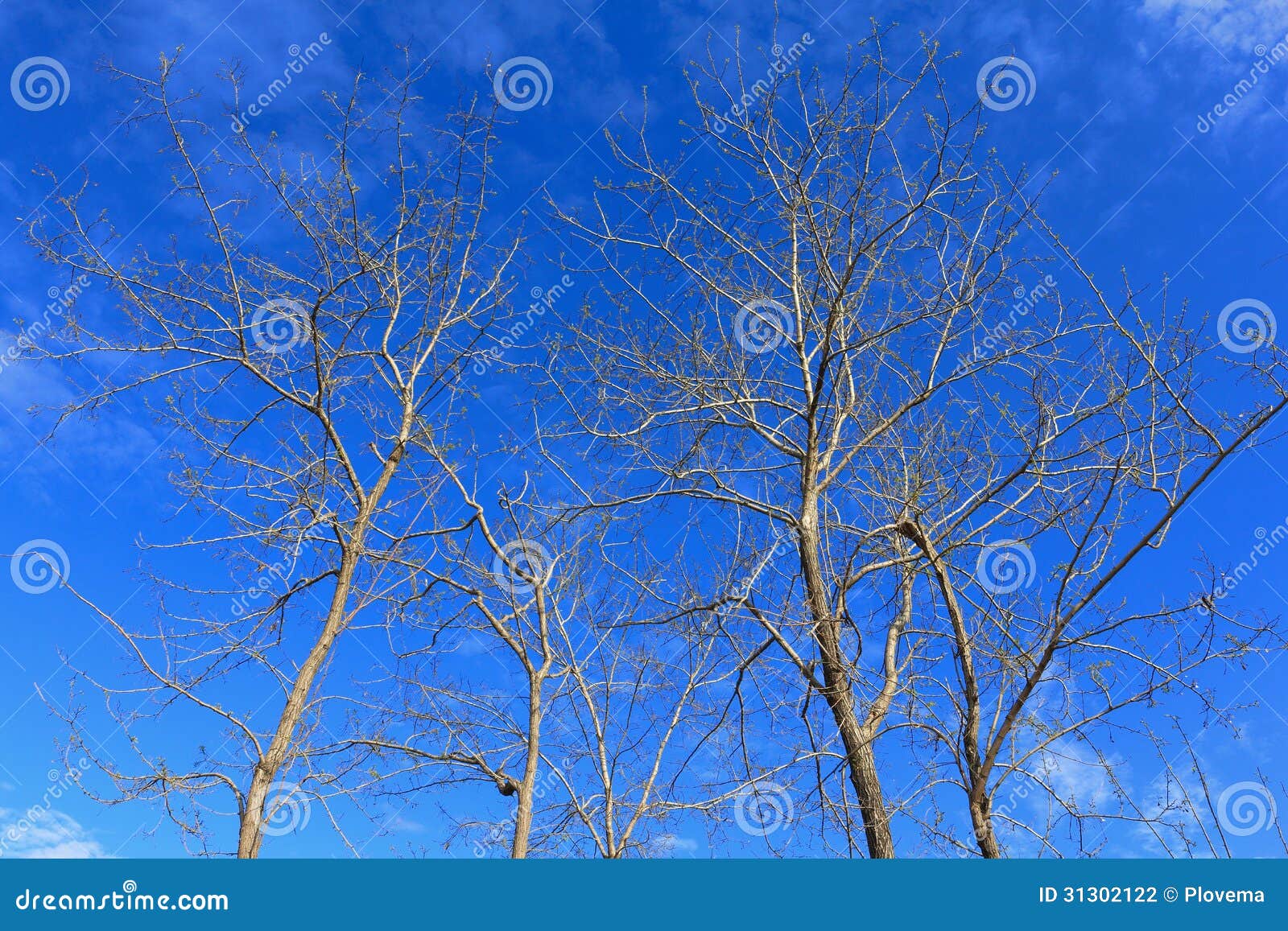 Dry branch of tree stock photo. Image of woods, death - 31302122