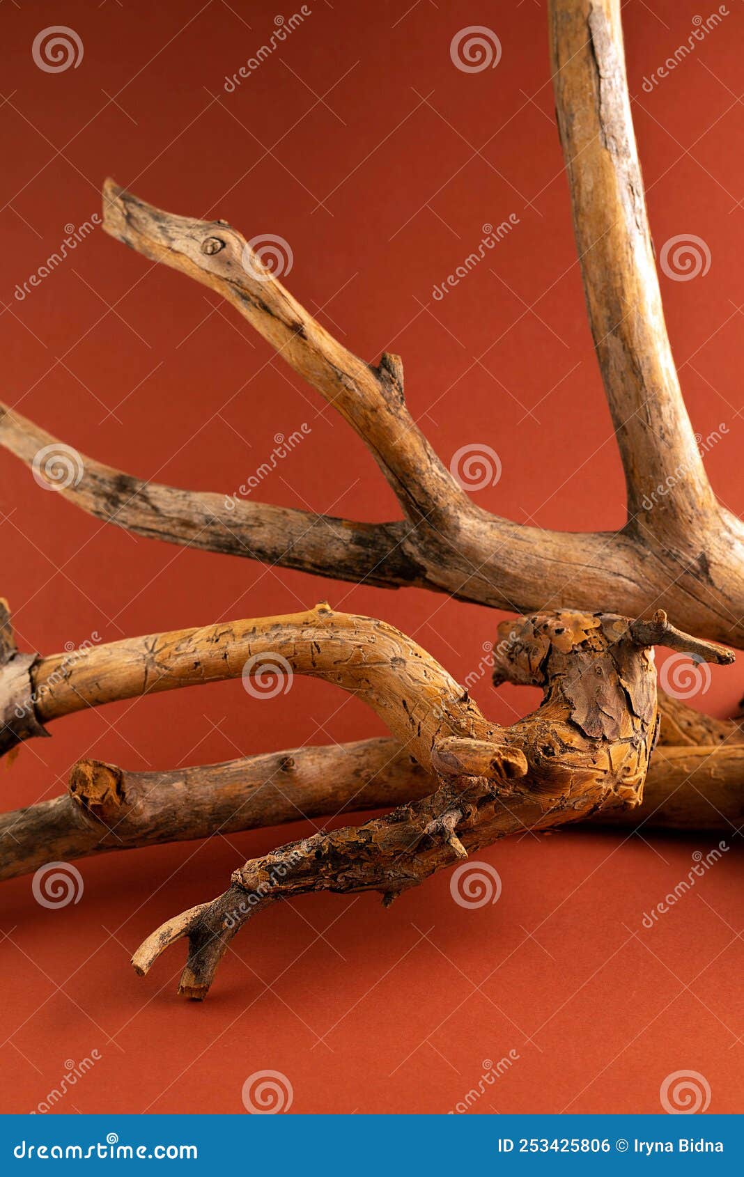 Dry Branch of a Tree of an Unusual Shape on a Brown Background Stock ...