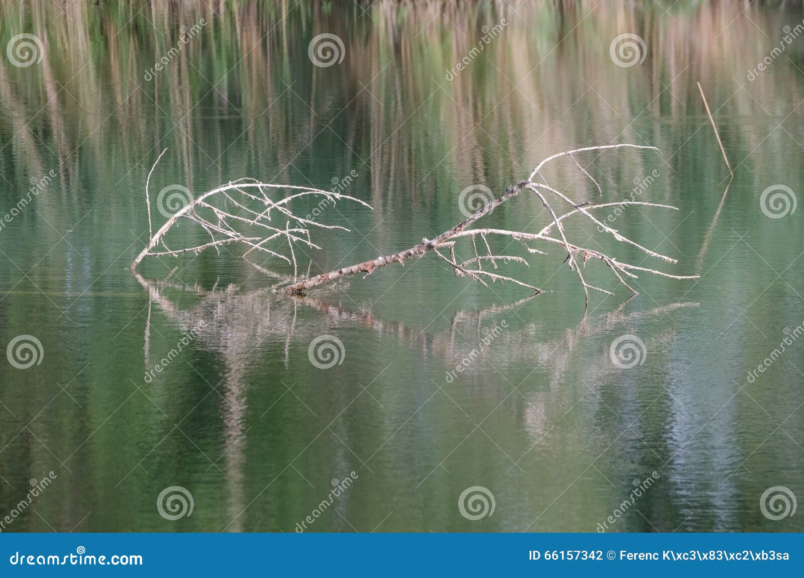 Dry Branch in the Water stock photo. Image of daytime - 66157342