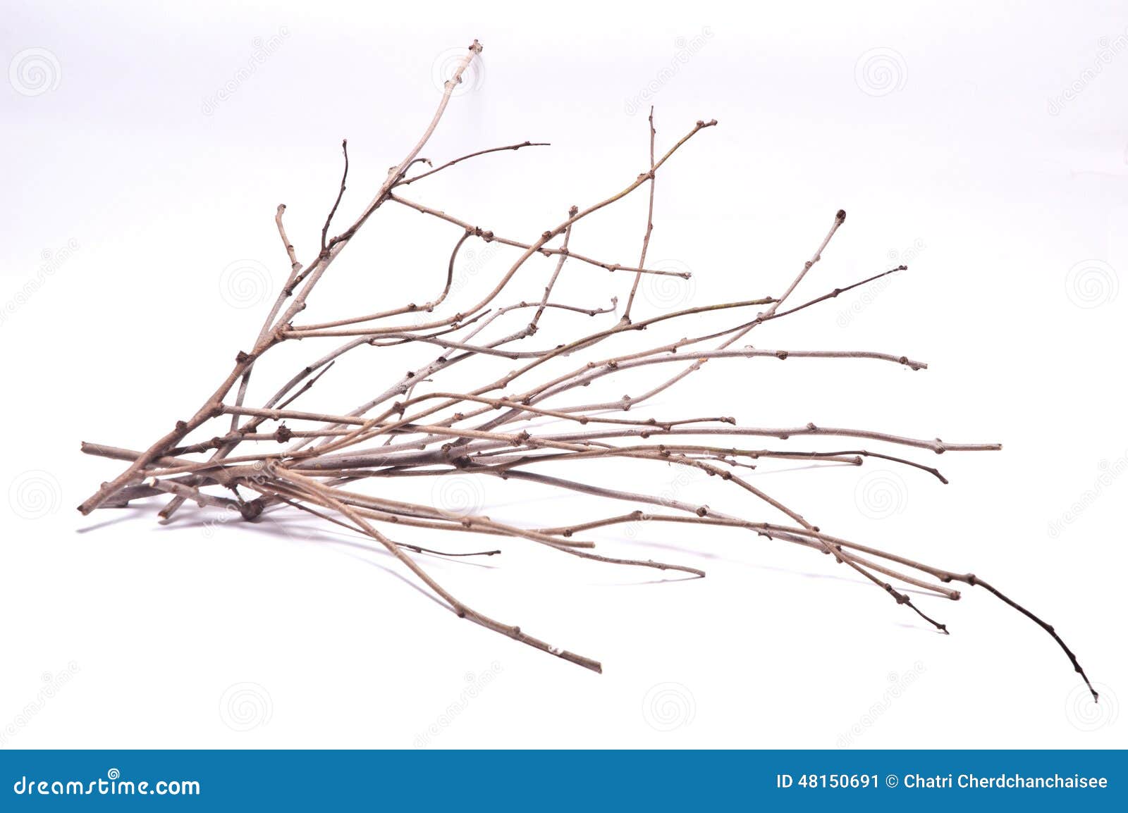 Dry Branch on White Background Stock Image - Image of branch, element ...