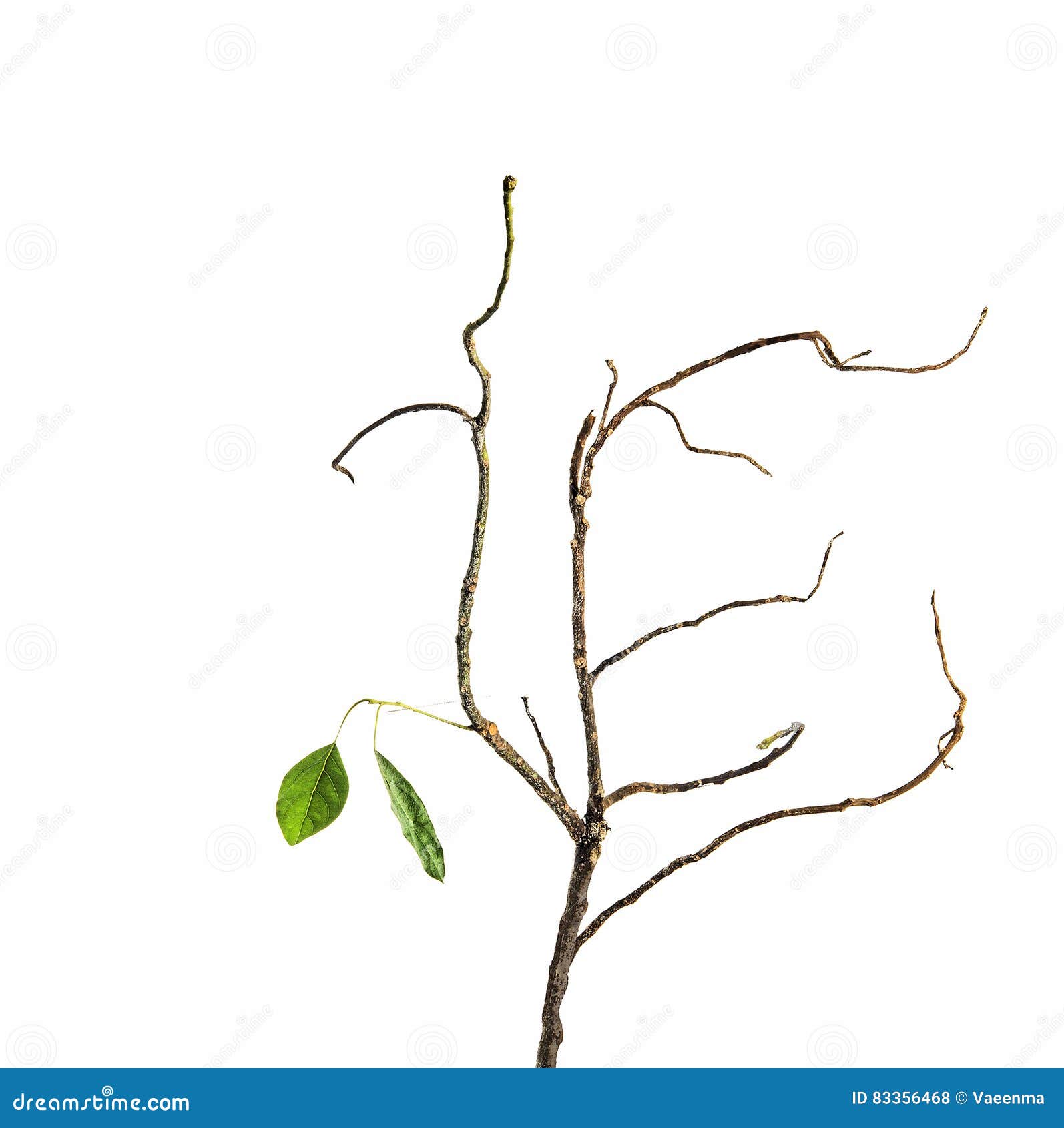 Dry branch stock photo. Image of nature, close, climate - 83356468