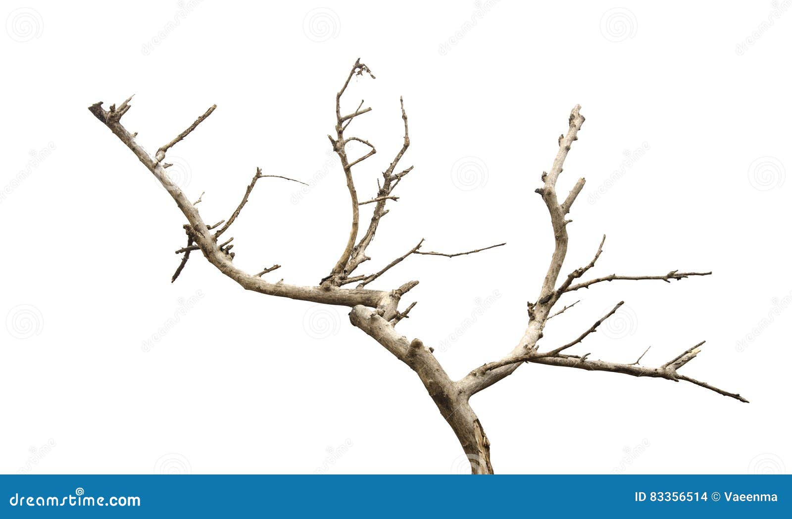 Dry branch on white stock photo. Image of isolated, white - 83356514