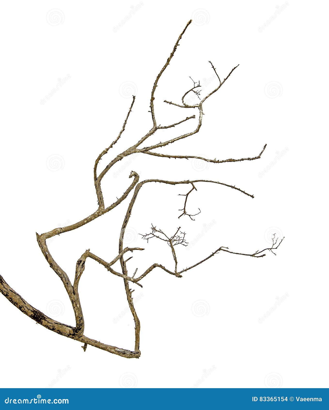 Dry branch on white stock photo. Image of ecology, grey - 83365154