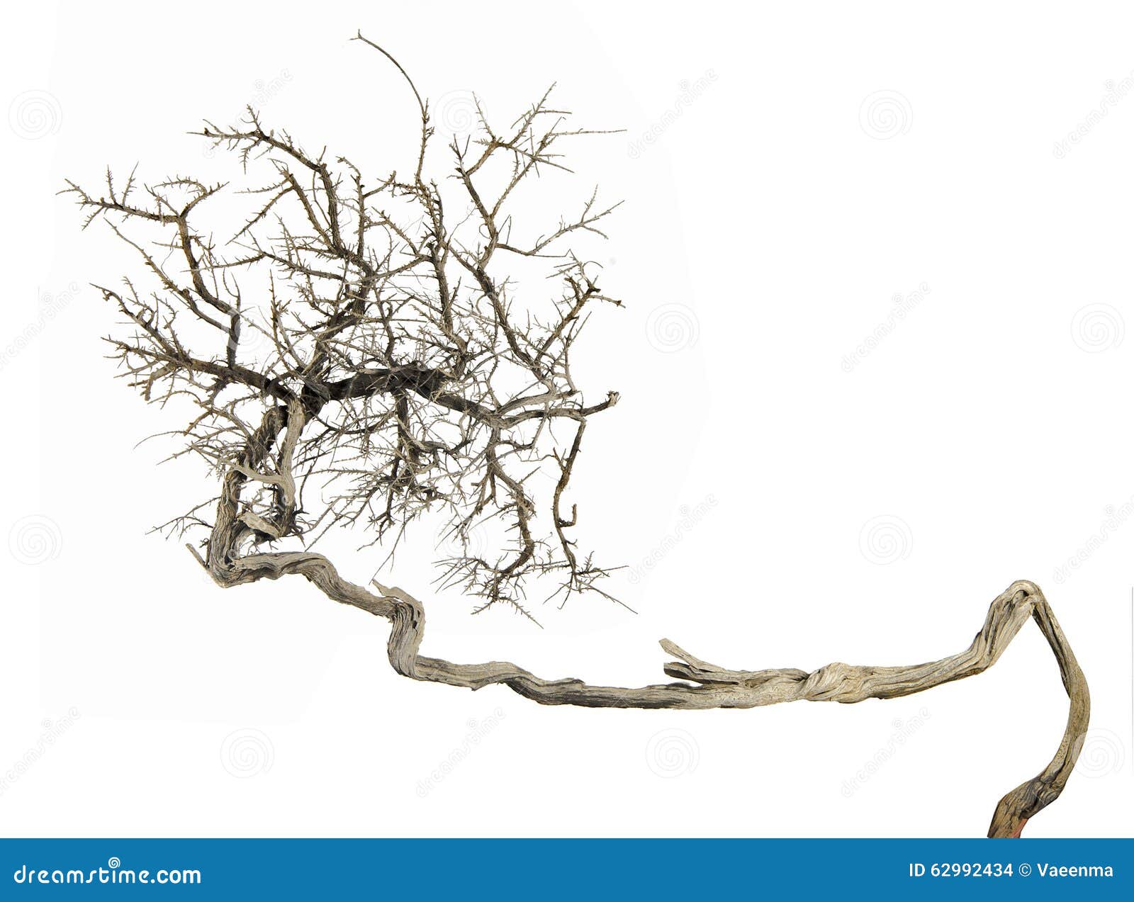 Dry branch on white stock photo. Image of vertical, nature - 62992434