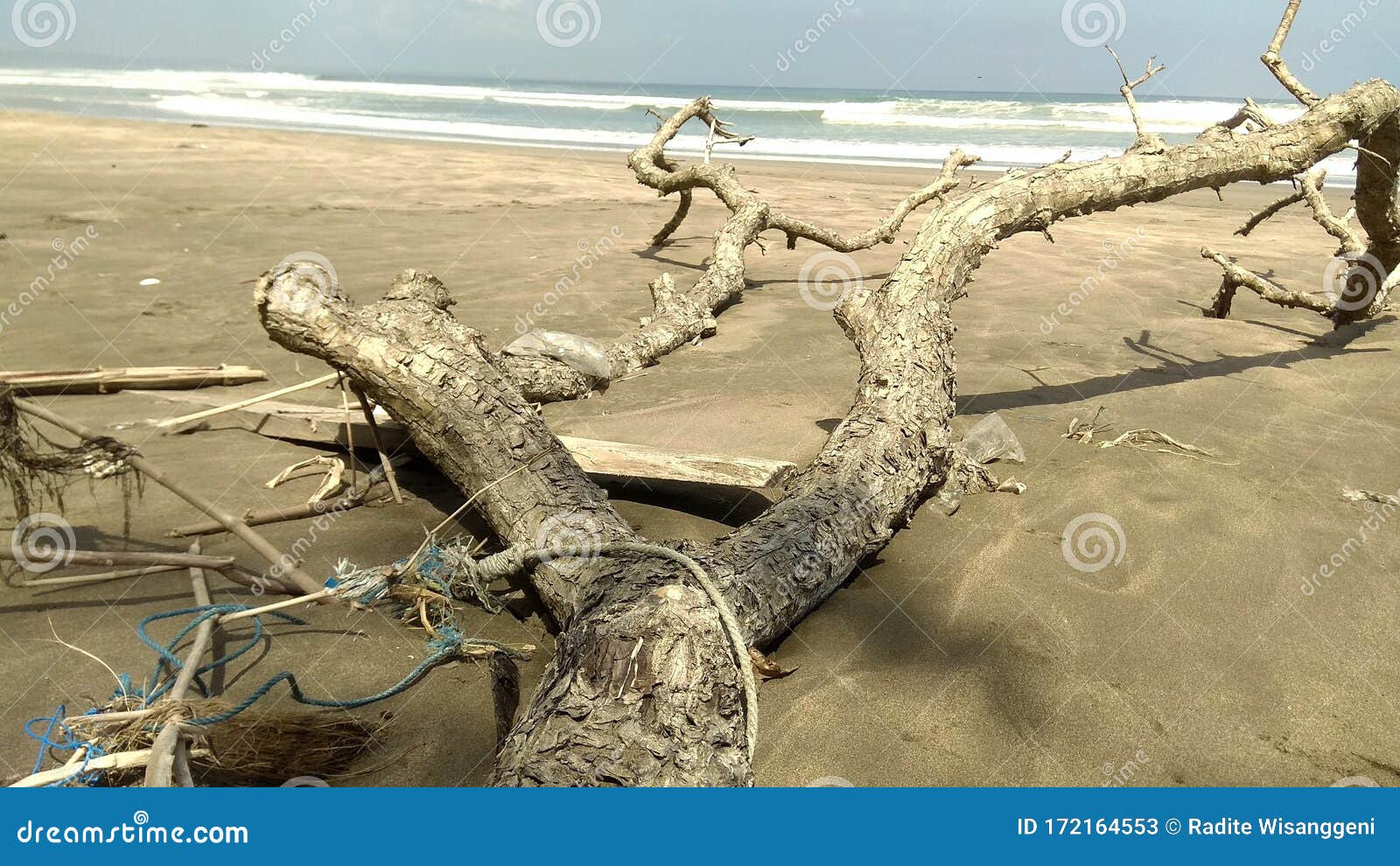 Dry branches on the beach stock image. Image of beach - 172164553