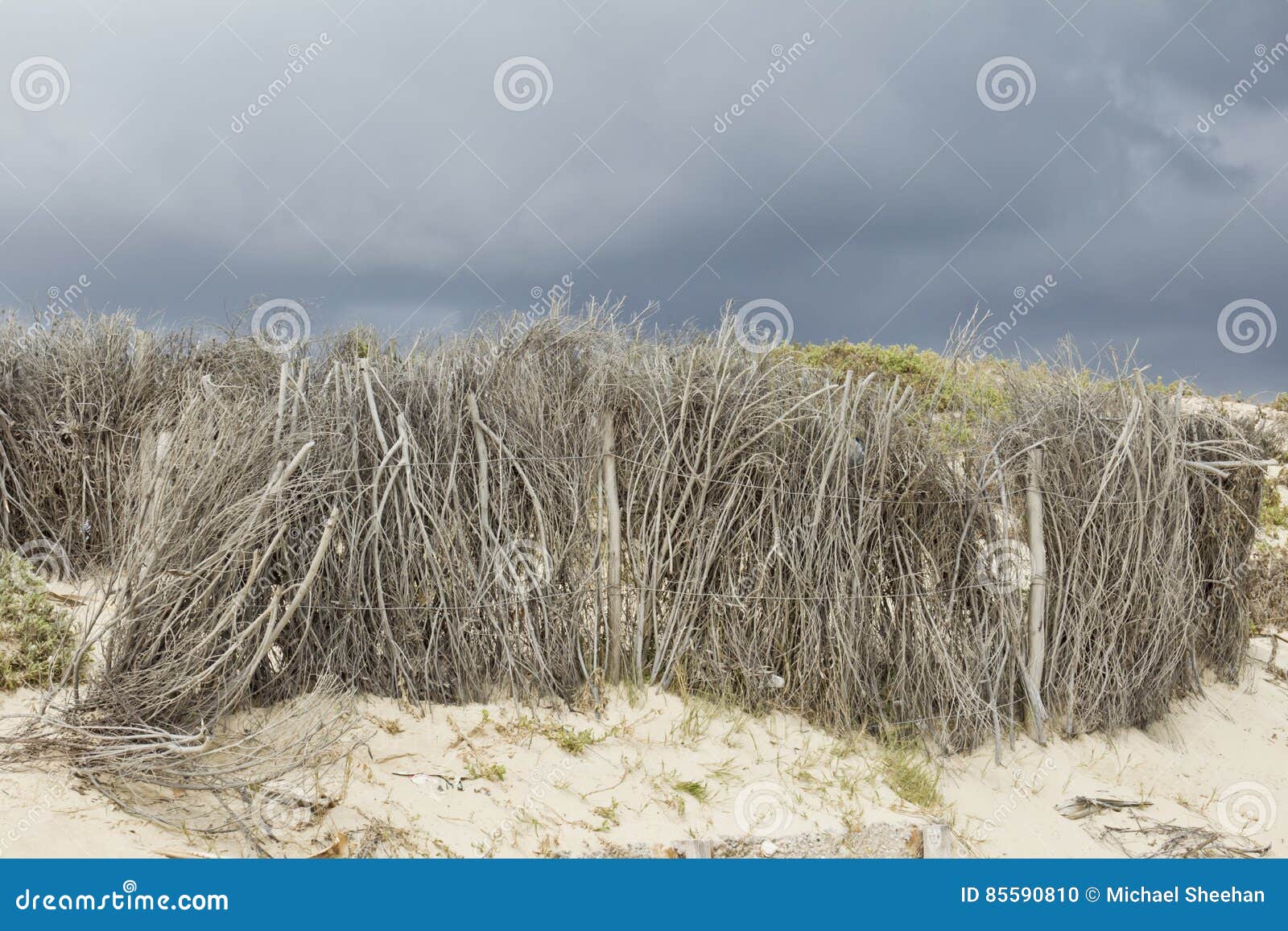 Dry branches on the beach stock photo. Image of brown - 85590810