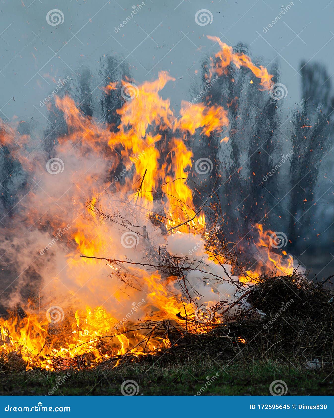Dry Branches Burn in Nature Stock Image - Image of outdoor, flame ...