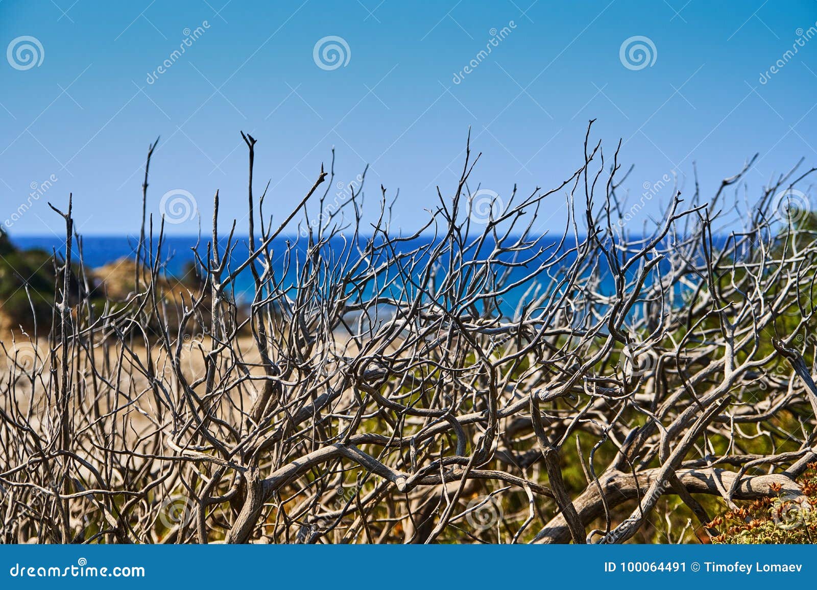 Dry branches of a bush stock image. Image of greece - 100064491