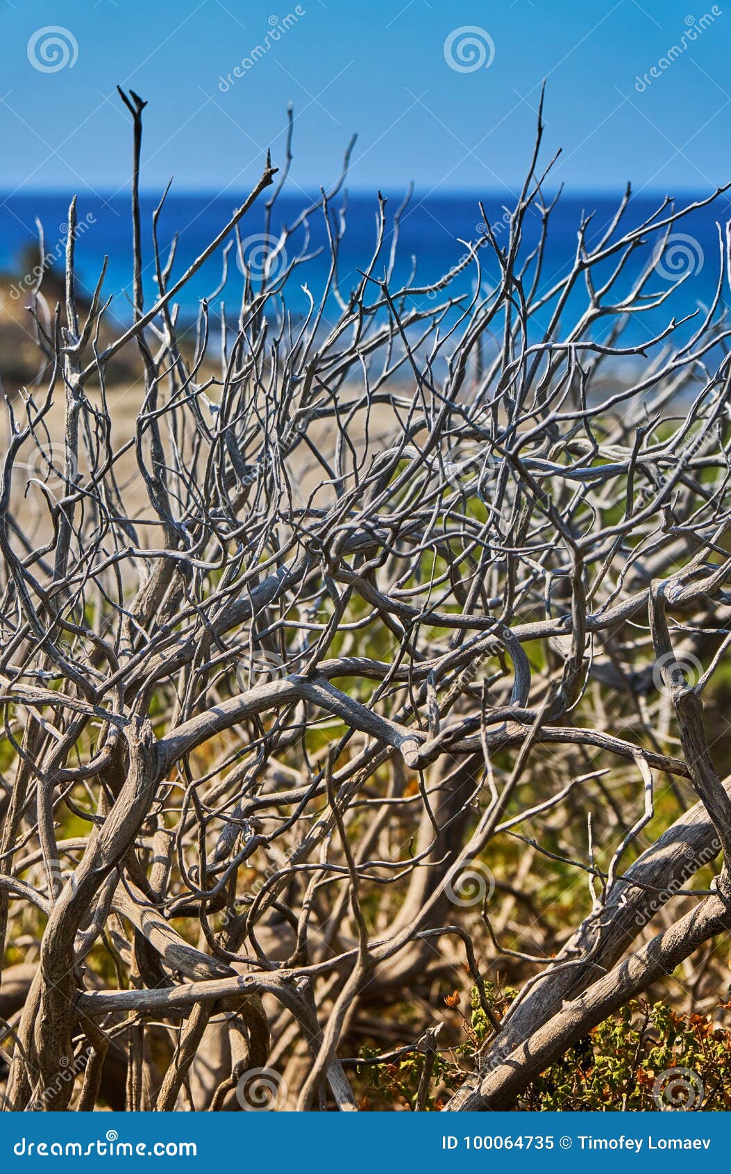 Dry branches of a bush stock image. Image of season - 100064735