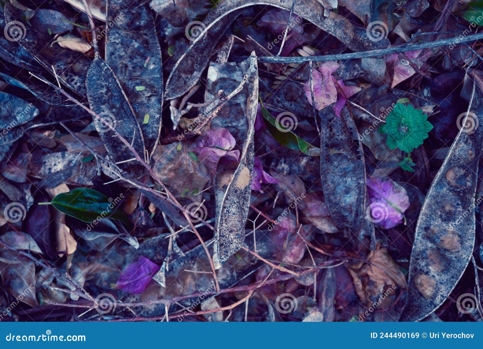 Dry Branches and Leaves Fallen in the Forest Lie on the Ground Stock ...