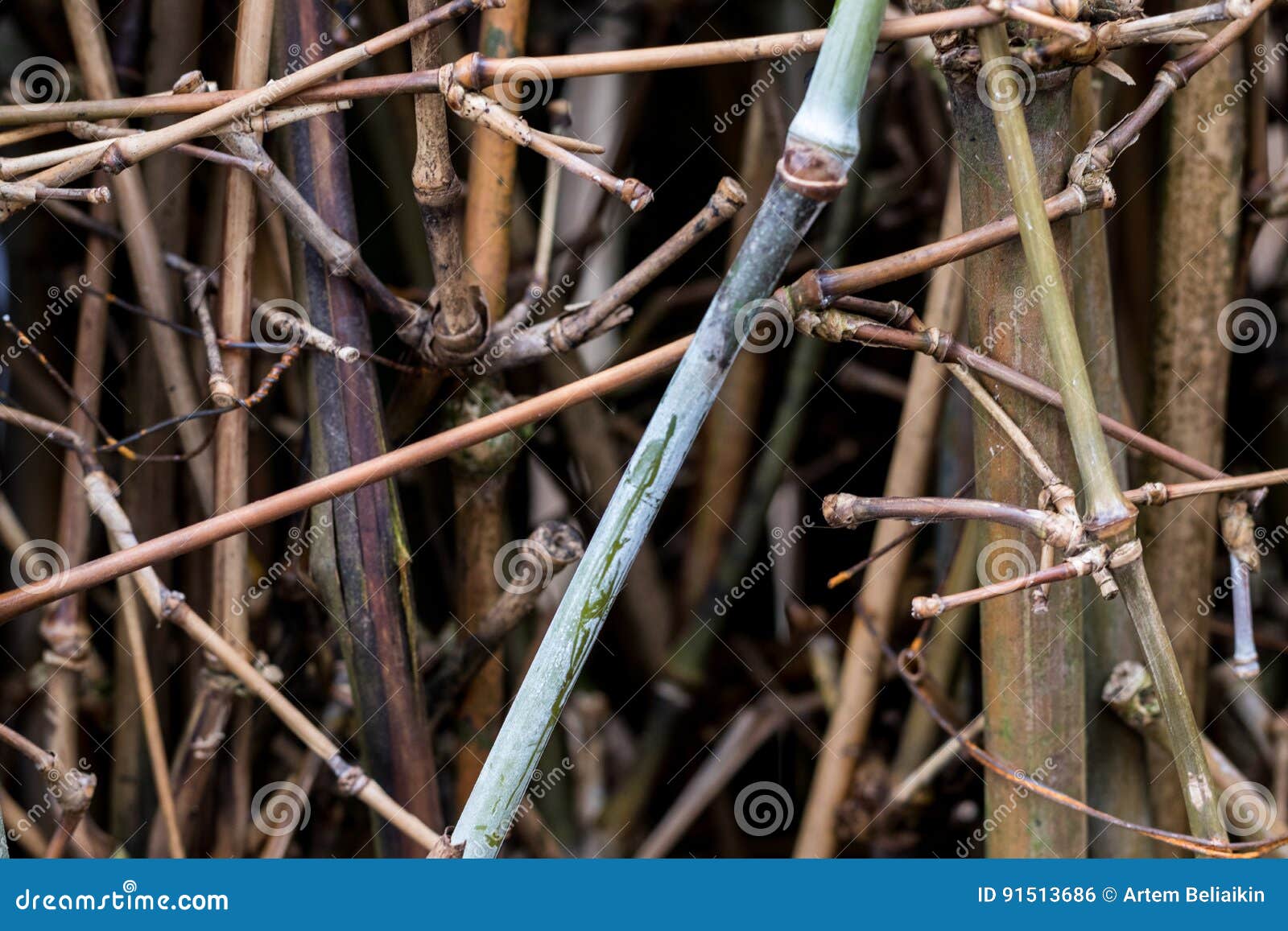 Dry Branches, Natural Wood Background, Pattern. Stock Photo - Image of ...
