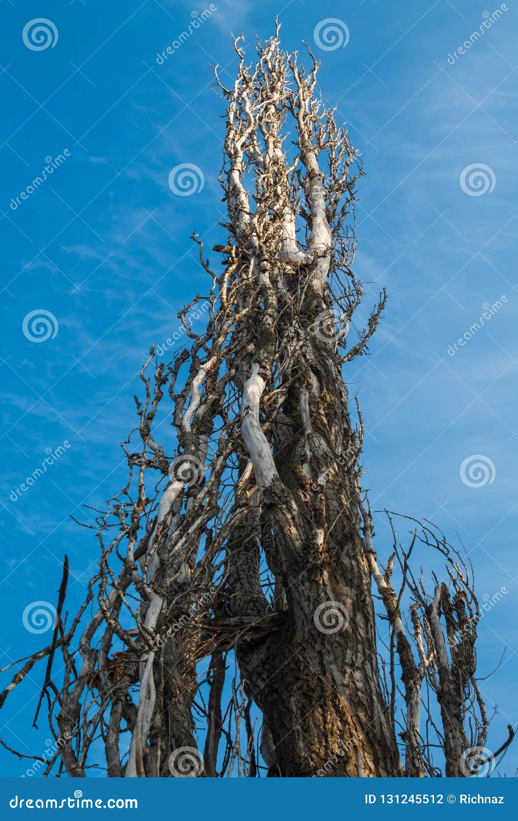 Dry Branches of an Old Tree Stretch Upwards Stock Photo - Image of ...
