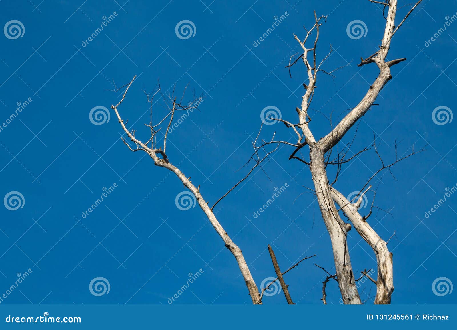 Dry Branches of an Old Tree Stretch Upwards Stock Image - Image of ...