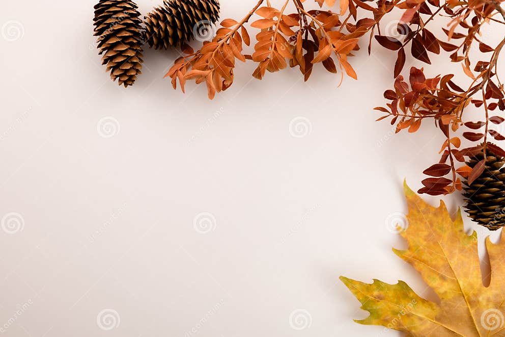 Dry Branches, Pine Cones Located on Top and Maple Leaf in Lower Right ...