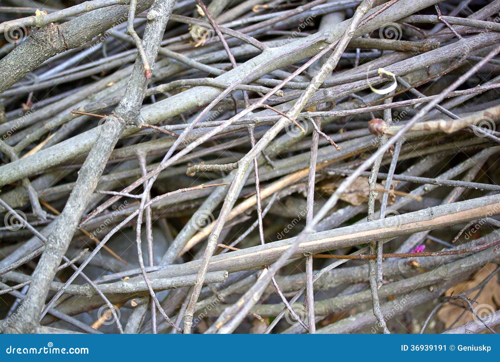 Dry branches and sticks stock image. Image of branch - 36939191