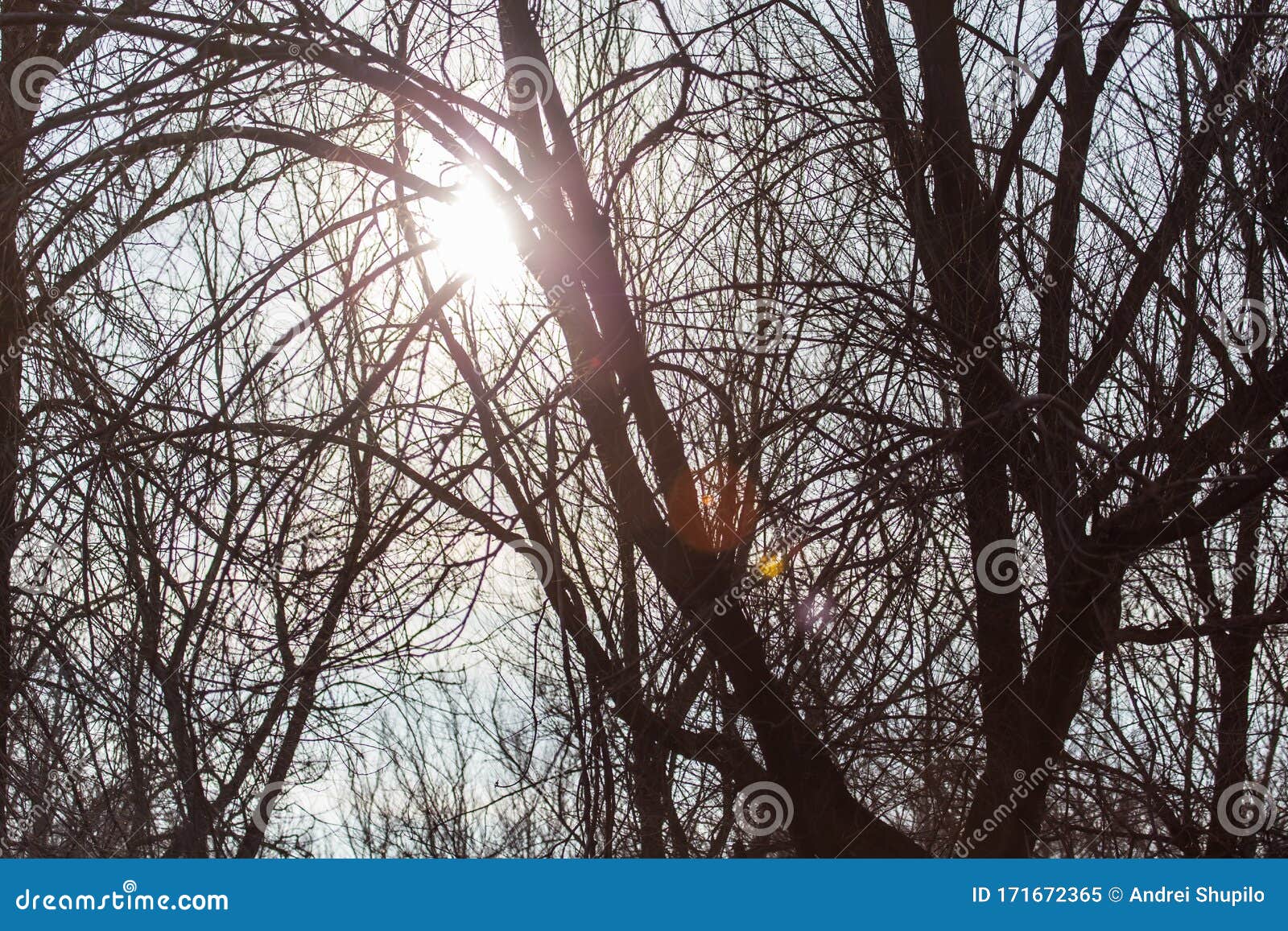 Dry Branches on a Tree As Abstract Background Stock Image - Image of ...