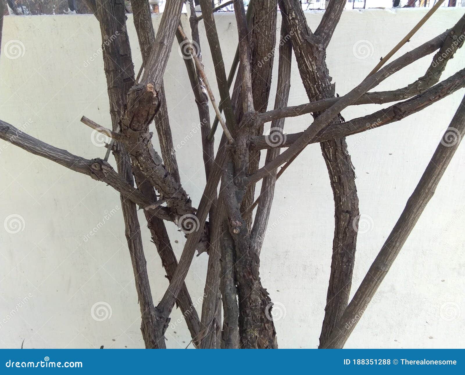 Dry Branches of a Tree stock photo. Image of gardening - 188351288