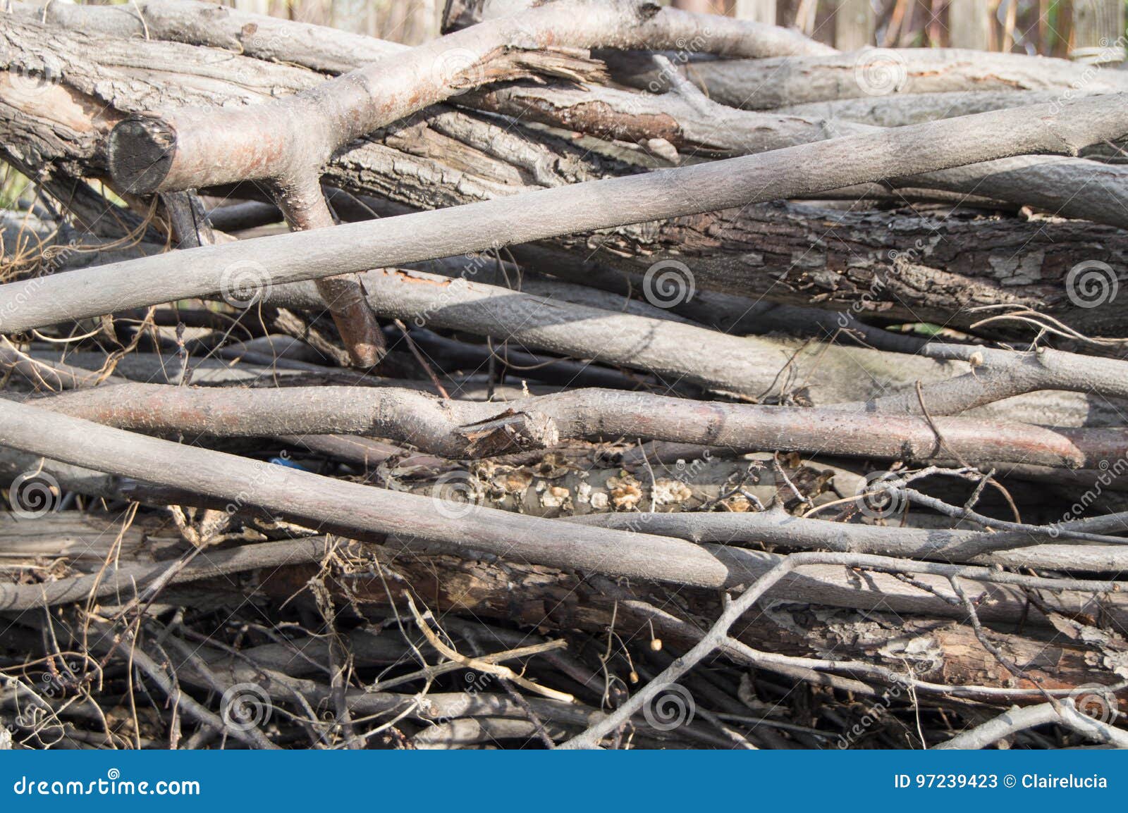 Dry Branches and Tree Trunks-natural, Organic Background, Texture Stock ...