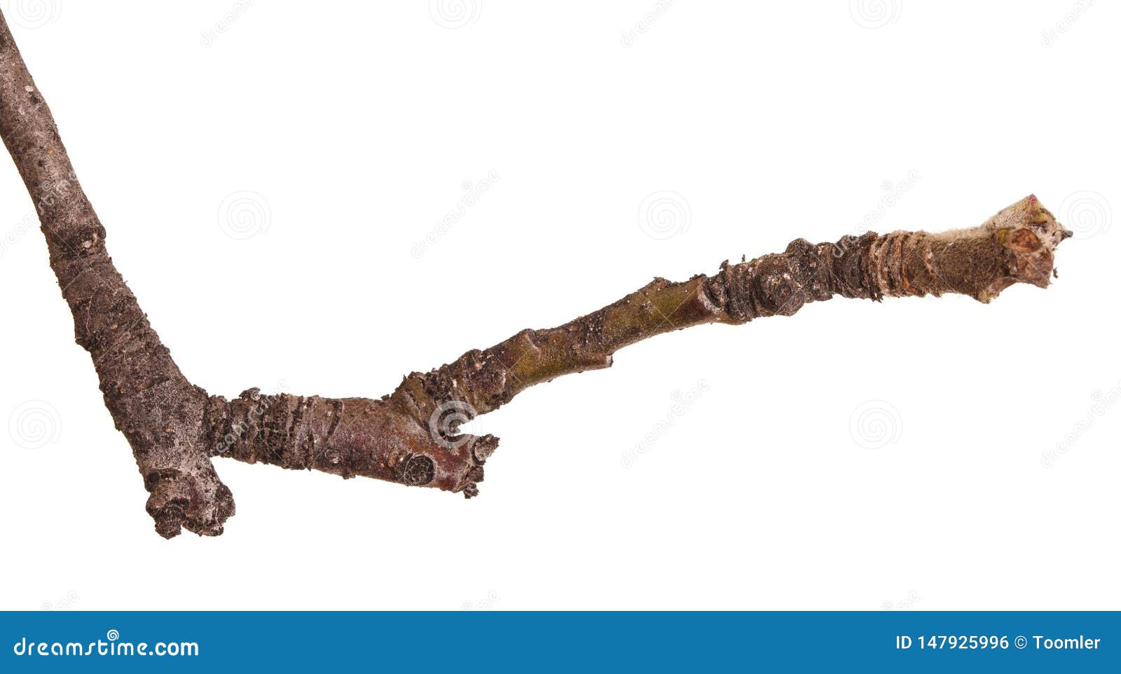 Dry Branches of Trees. Isolated on White Stock Photo - Image of nature ...