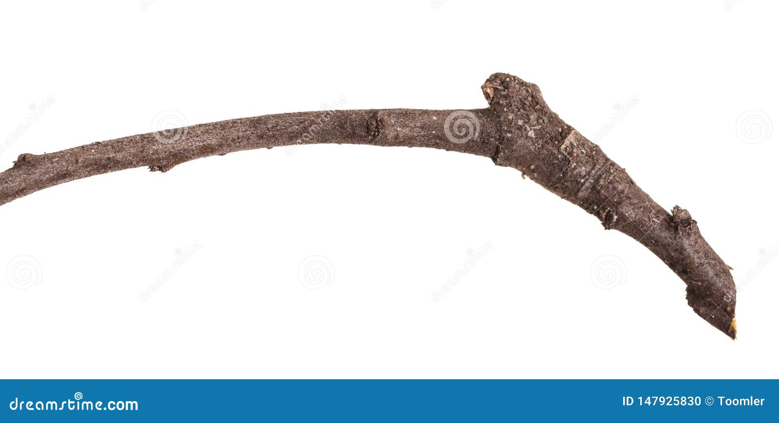 Dry Branches of Trees. Isolated on White Stock Photo - Image of macro ...