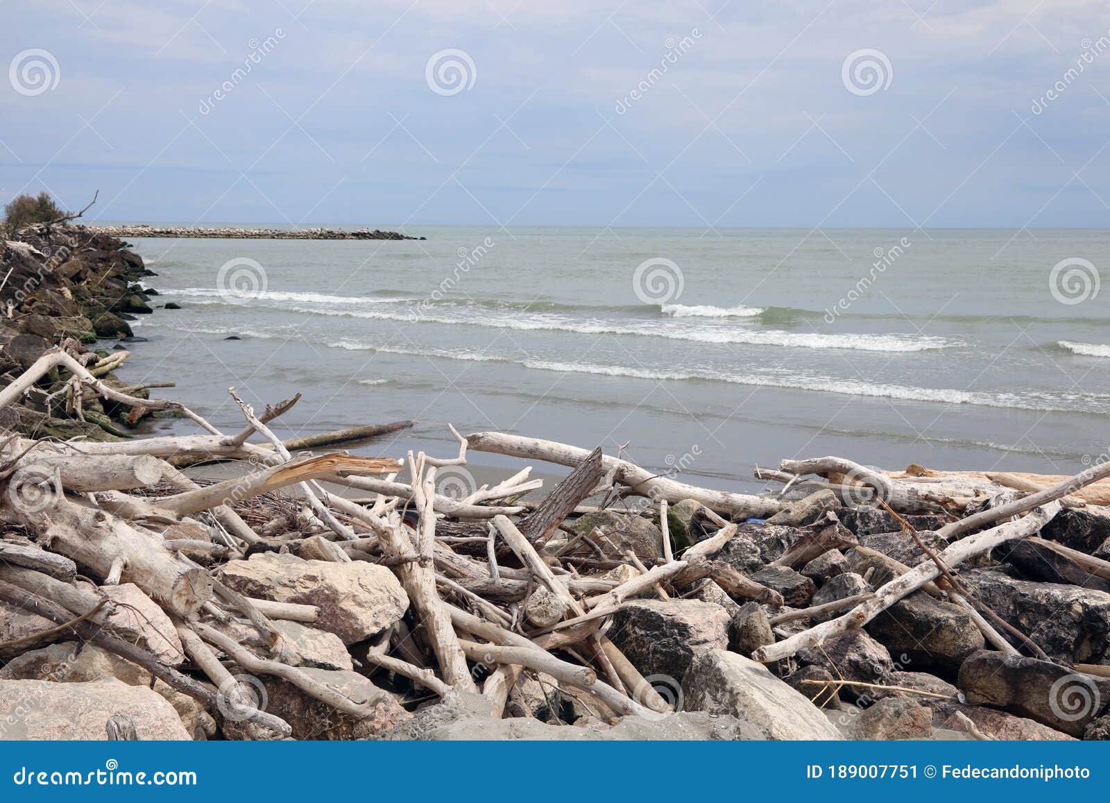 Dry Branches of a Trees on the Mouth of River Stock Image - Image of ...