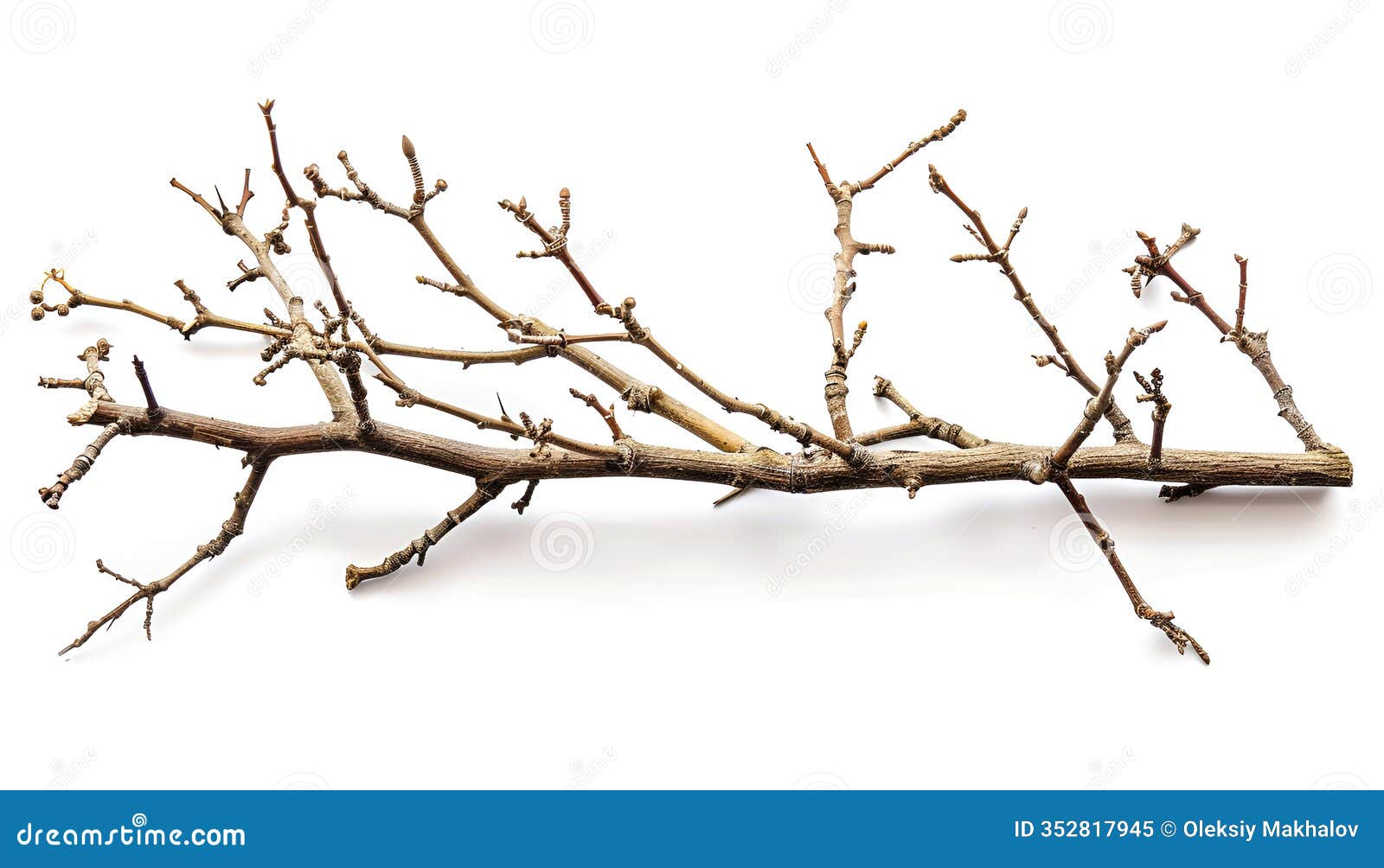 Dry Branches Twigs Isolated on White Background Stock Image - Image of ... Dry Branches Twigs Isolated on White Background Stock Image - Image of ...