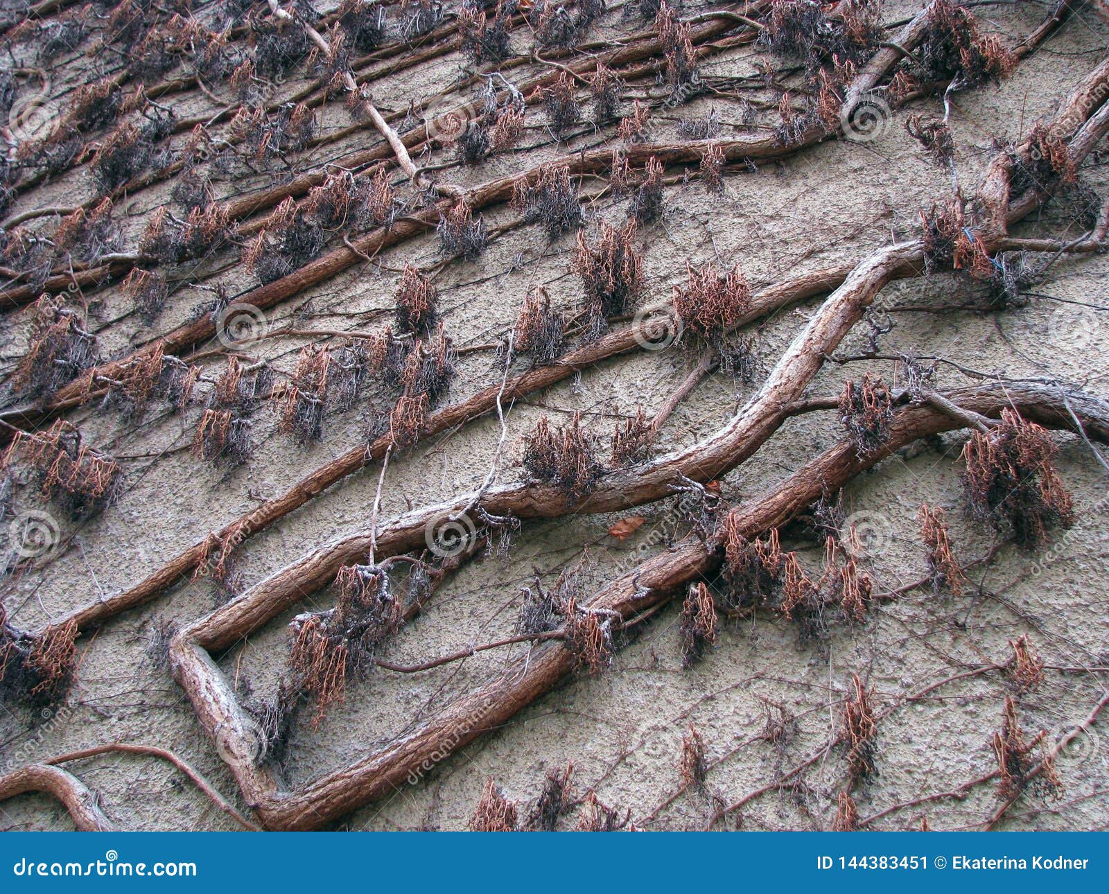 Dry Branches and Vines on the Wall Stock Image - Image of background ...