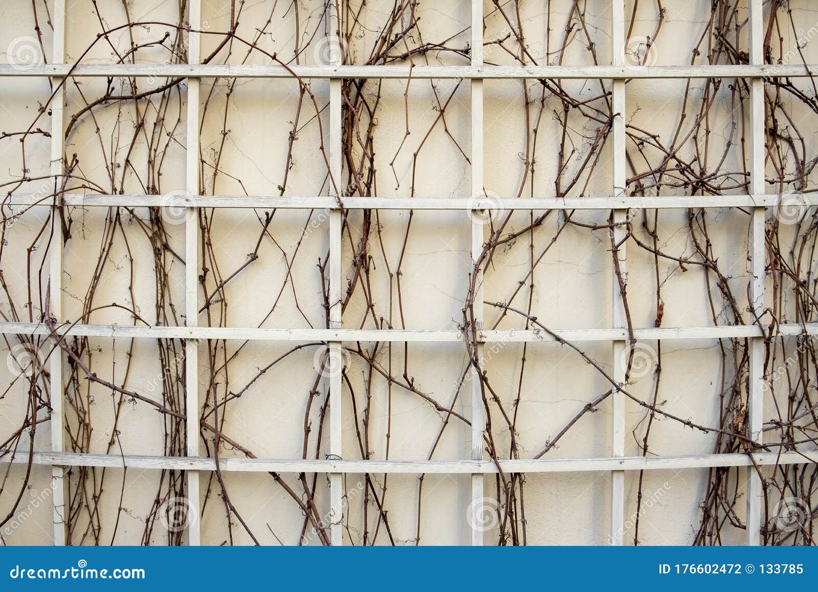 Dry Branches on Wooden Cages on a White Wall. Rough Surface Texture ...