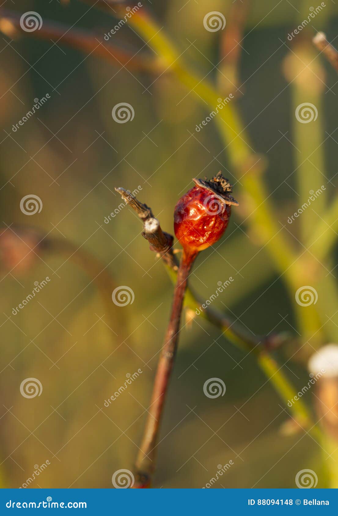 Dry Briar on the Branch on Green Natural Background Stock Photo - Image ...
