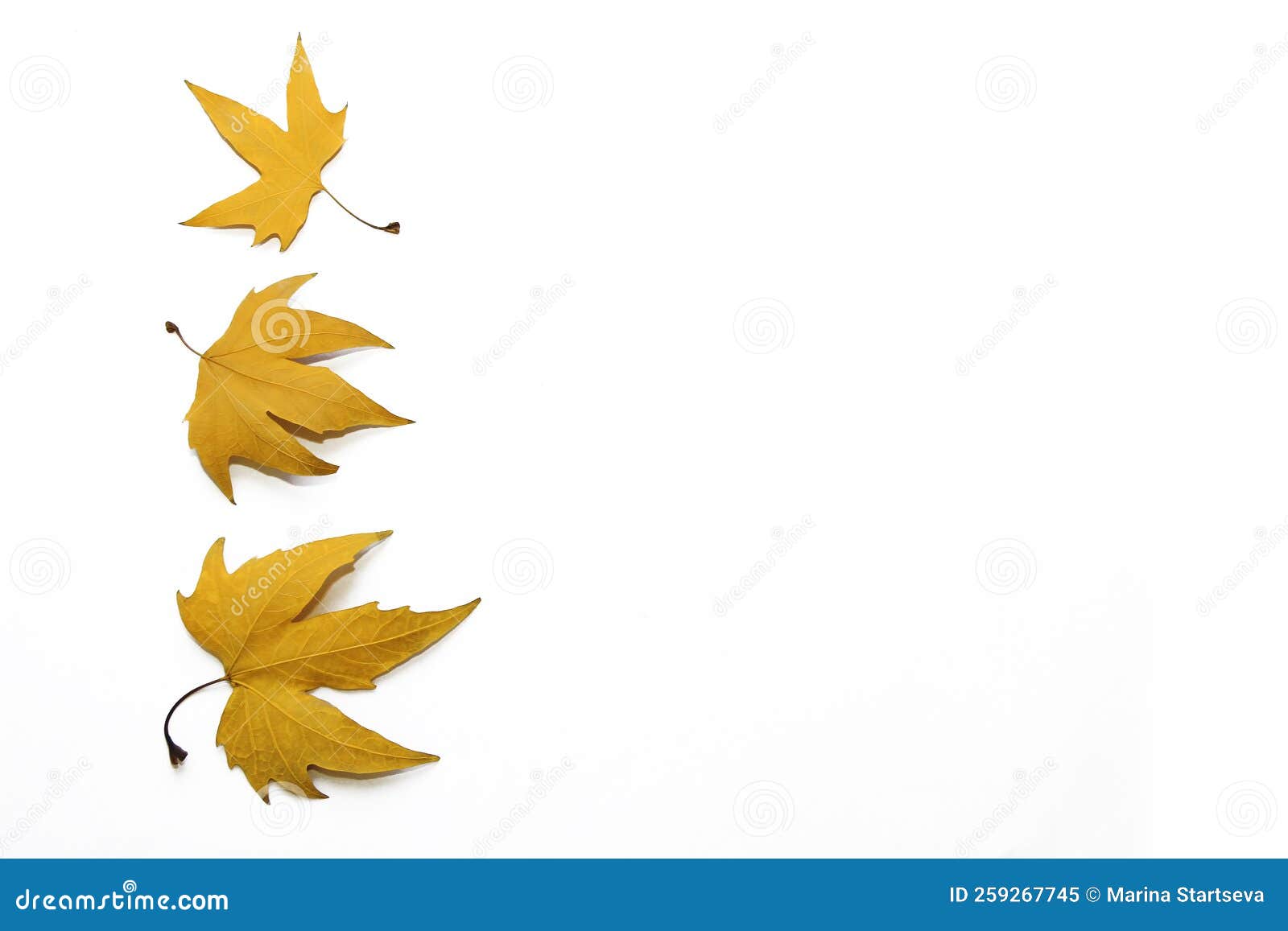 Dry Bright Yellow Maple Leaves on a White Background Stock Image ...